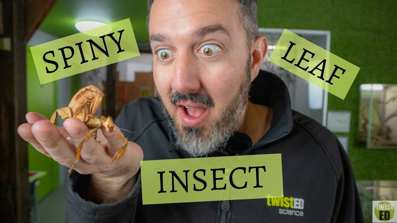 Check out our Spiny Stick insects! - TwistED Science