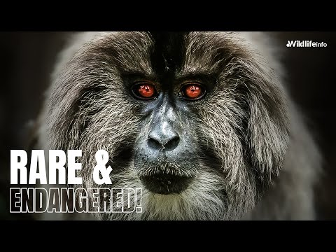 Lion-Tailed Macaque: The Rare Primate Facing Extinction