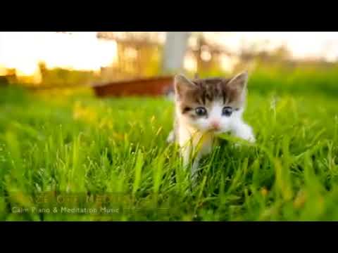 Relaxant Music 2023 (just relax and listen )