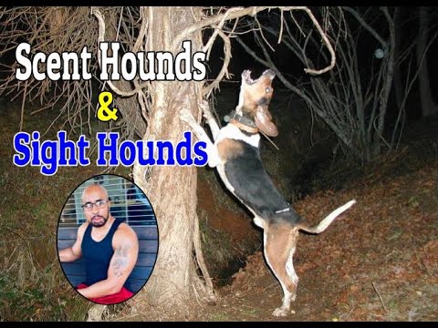 What Dog is Considered A Scenthound or Sighthound?