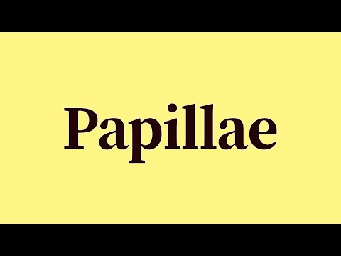 Papillae Pronunciation and Meaning