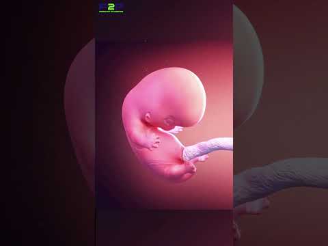 Incredible Fetal Development❗