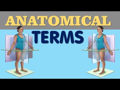 Anatomical Terms - Directional terms , Planes , Regional terms