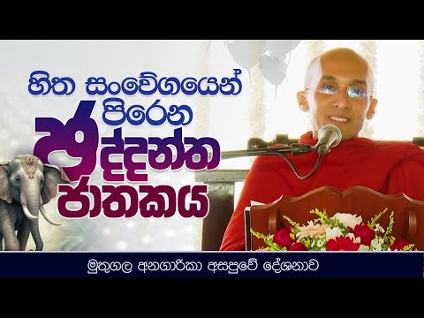 හිත සංවේගයෙන් පිරෙන "ඡද්දන්ත ජාතකය" | මුතුගල අනගාරිකා අසපුවේ දේශනාව |Ven. Ankubure Amithadeepa Thero
