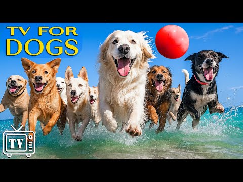 Calm Your Anxious Dogs: Dog TV with Videos for Dogs to Prevent Boredom + Calming Music For Dogs