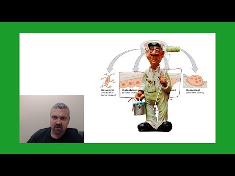 Anatomy: Bone Cell Types for Anatomy and Physiology with Dr. O'Neill