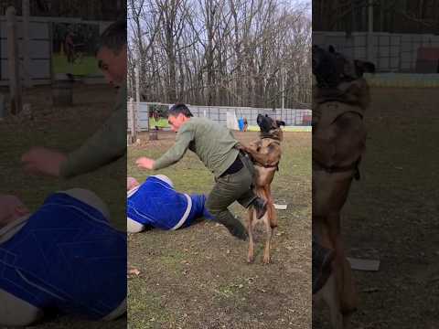 STOP!‼️ Malinois Hard attack. #STRAZHODESSA Dog training Odessa 2024.