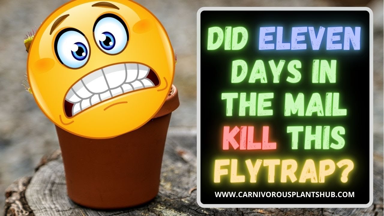 Venus Flytrap Unboxing: A2 X Fang Venus Flytrap From Etsy Seller -USPS Dropped The Ball Did It Live?