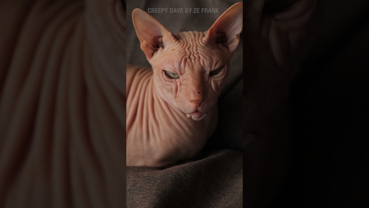 Creepy Dave: Sphynx Cat #sphynx #creepydave