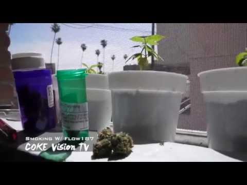Smoking With Flow187 Strain Review Bob Marley OG Coke Vision Tv