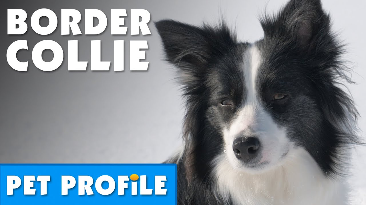 Border Collie Pet Profile | Bondi Vet