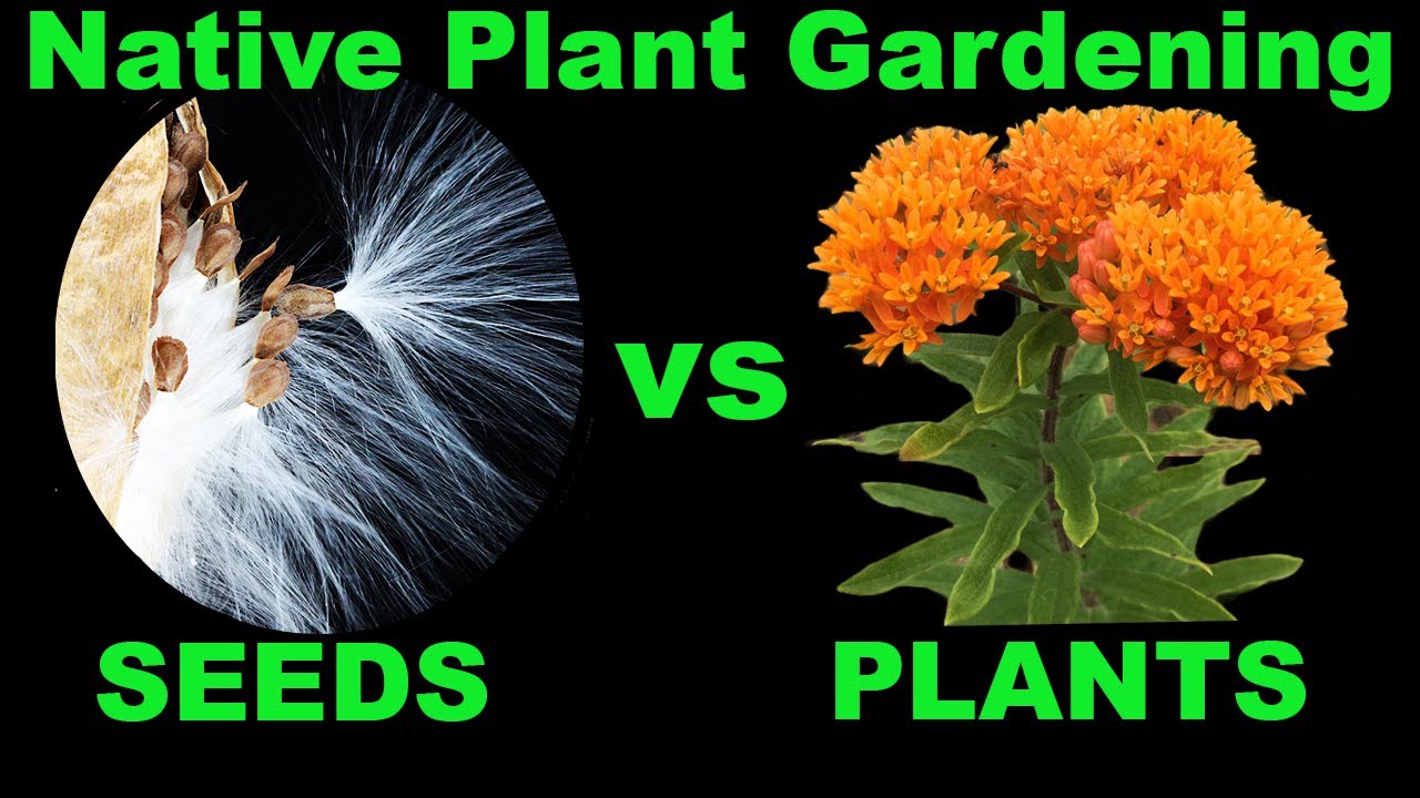 Native Plant Gardening: Seeds vs Plants - What You Need to Know!