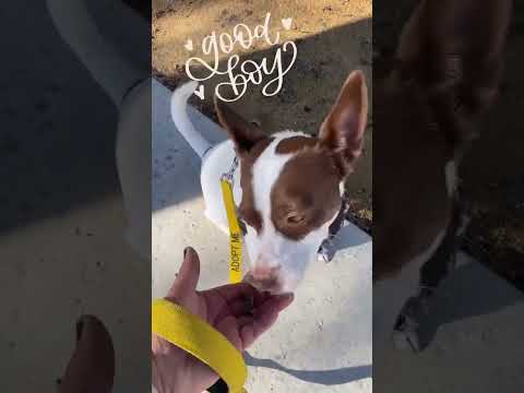 Stevie - Available for adoption at Priceless Pet Rescue