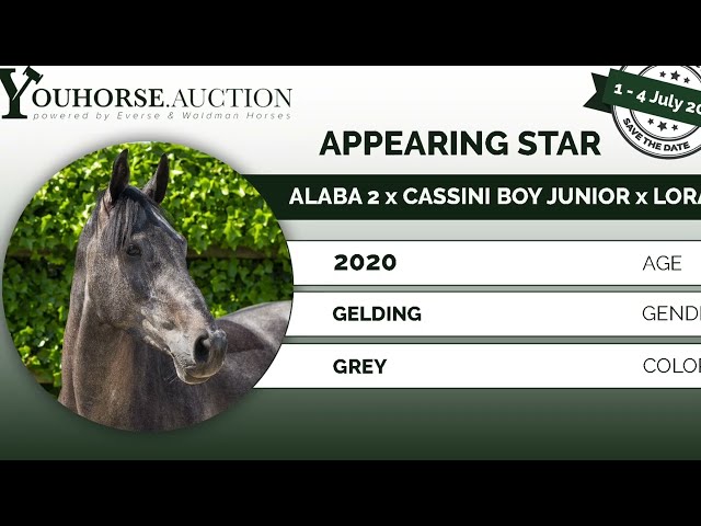Youhorse.auction | Appearing Star