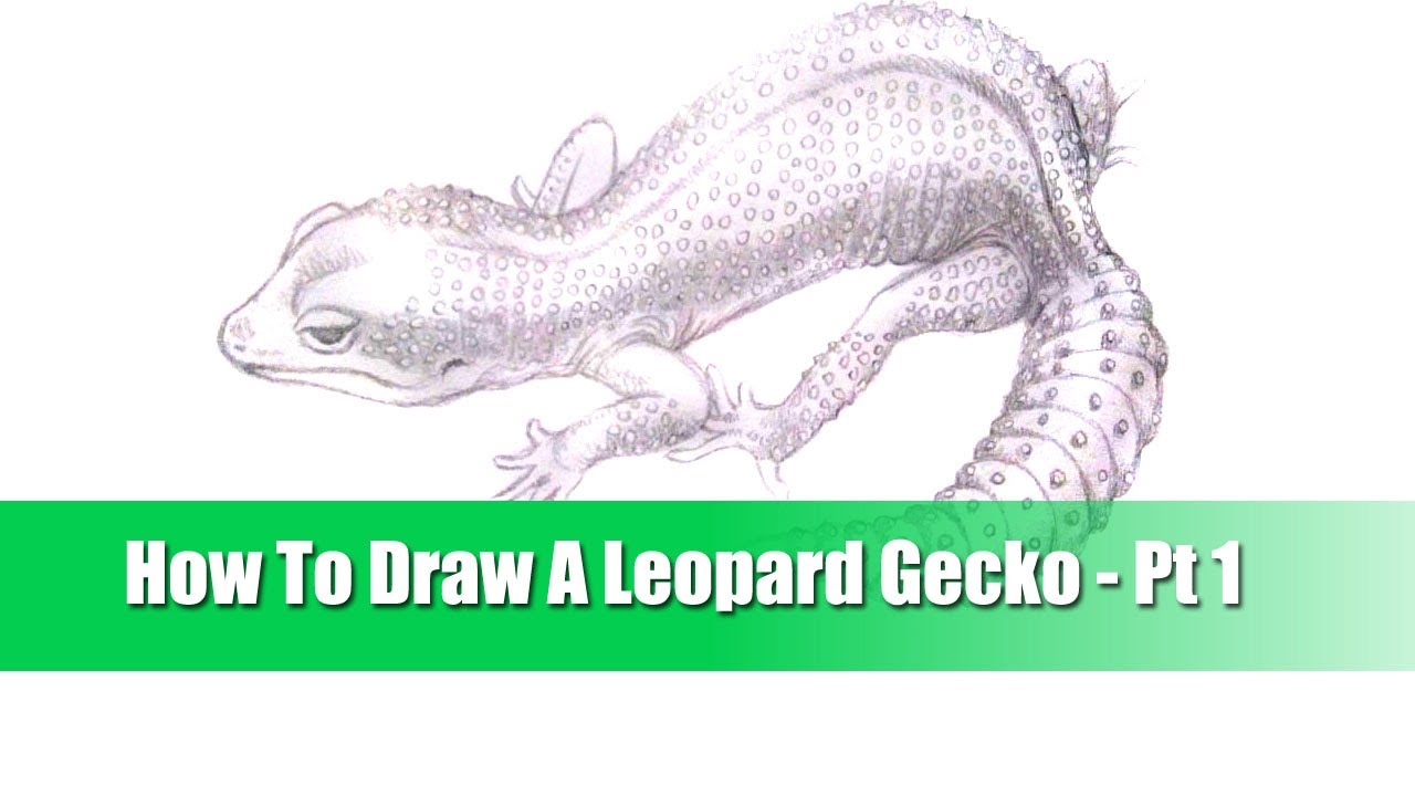 How To Draw A Leopard Gecko - Pt 1