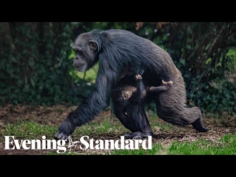 ‘World’s rarest chimpanzee’ born at Chester Zoo in conservation boost