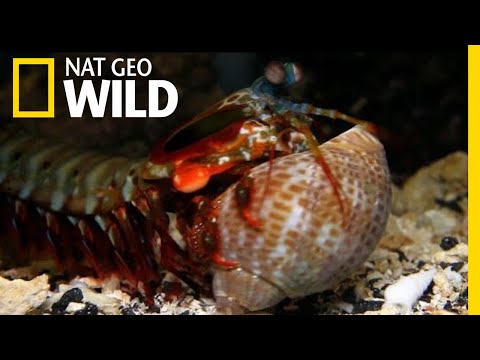 The Mantis Shrimp Packs a Powerful Punch | Nat Geo Wild