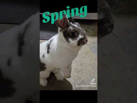 Help Wish You Were Home Small Pet Rescue by donating to support the spaying of our 9 female buns.