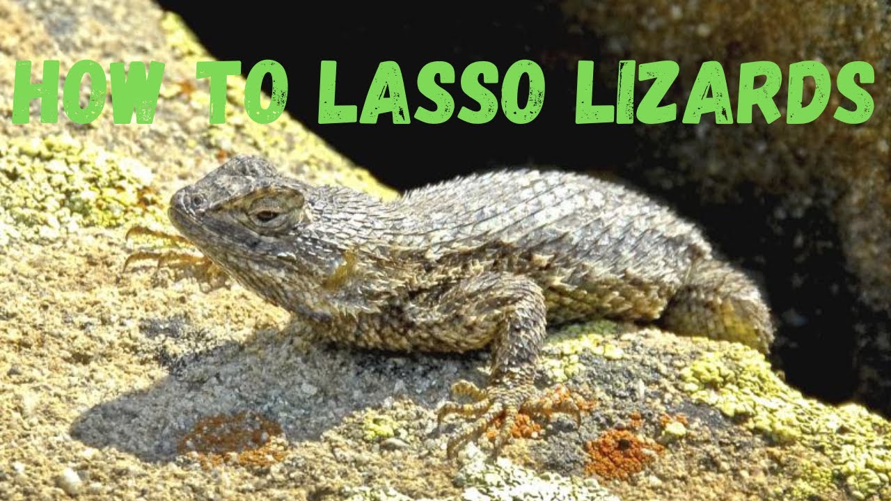 How to Lasso Lizards (How to Tie a Lizard Noose)