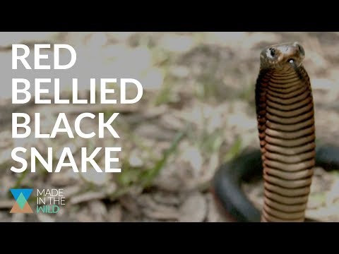 We did a SNAKE BITE TEST! ft Red Bellied Black Snake