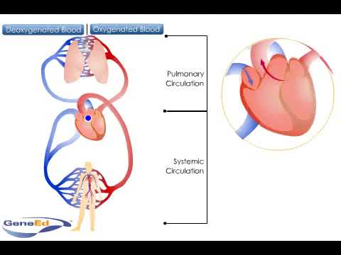 Systemic and Pulmonary Circulation