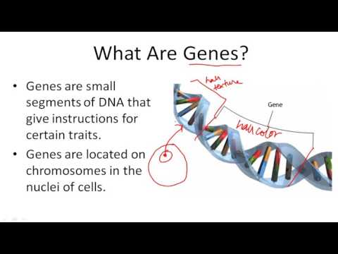 What are Genes For?