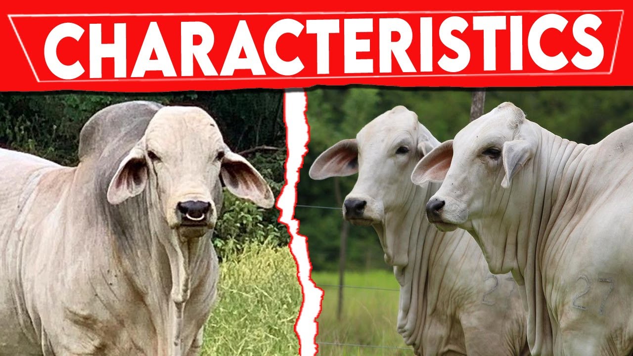 ⭕ BRAHMAN Cattle Breed Characteristics  ✅ Biggest BRAHMAN COWS BREED