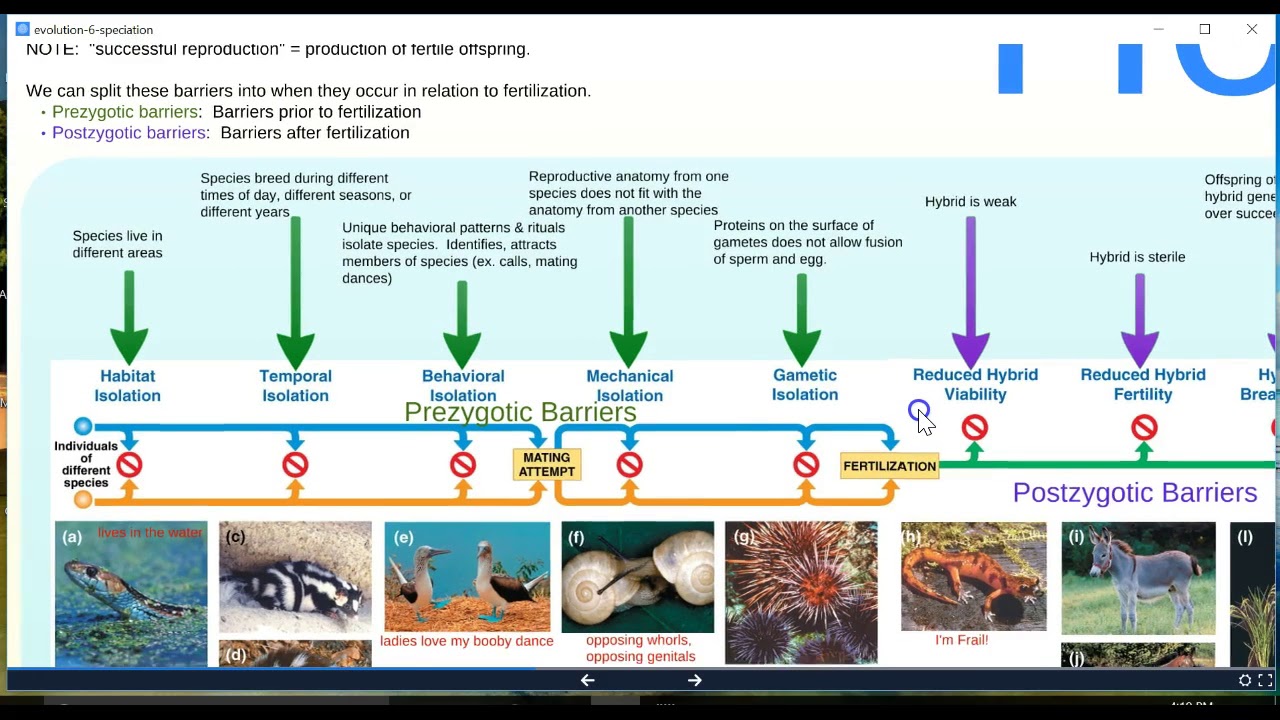 Evolution Prezi #6: Speciation