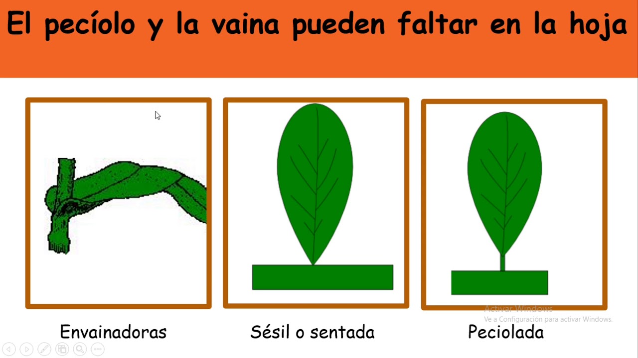 LEAF MORPHOLOGY