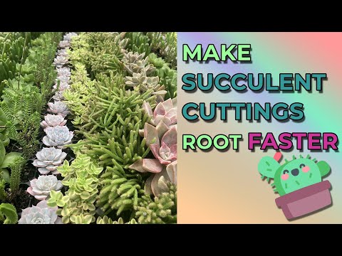 How Long Does It Take For Succulent Cuttings To Root
