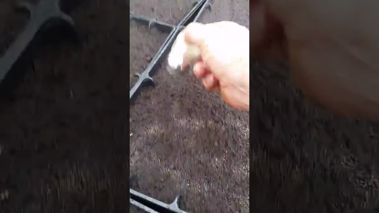 Seeding helichrysum italicum - Novi Dan