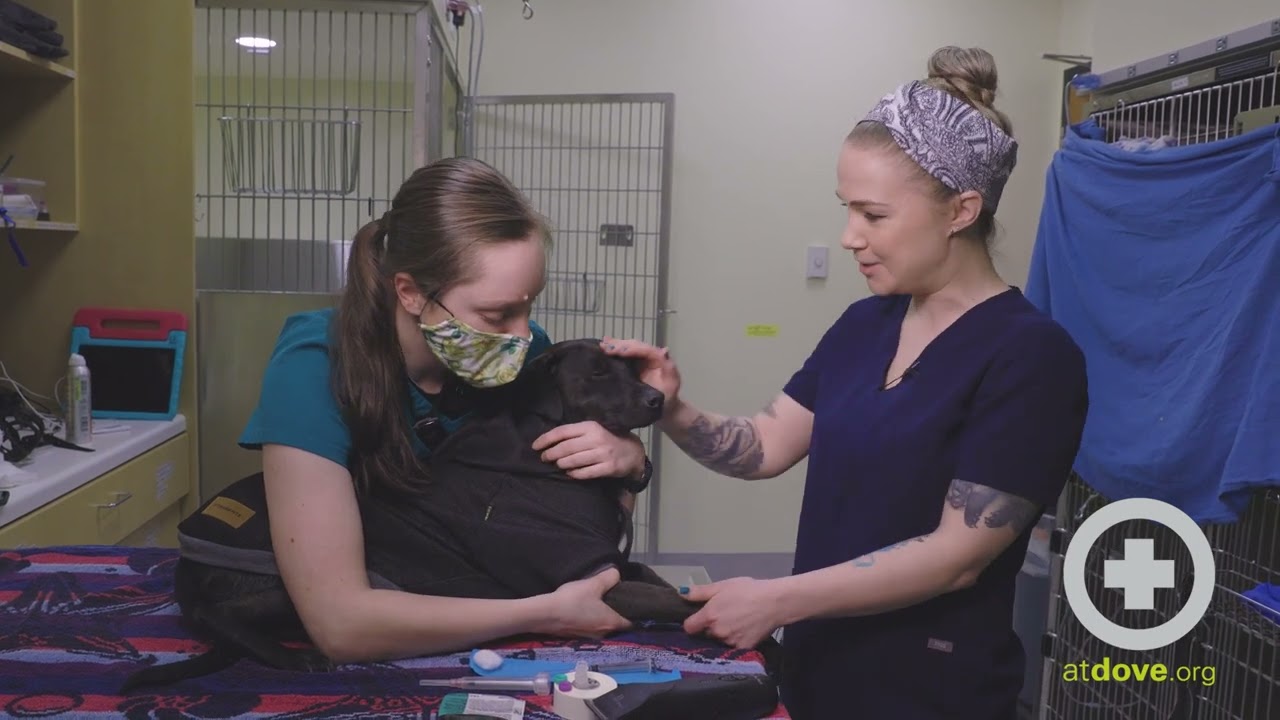Canine Cephalic Blood Draw