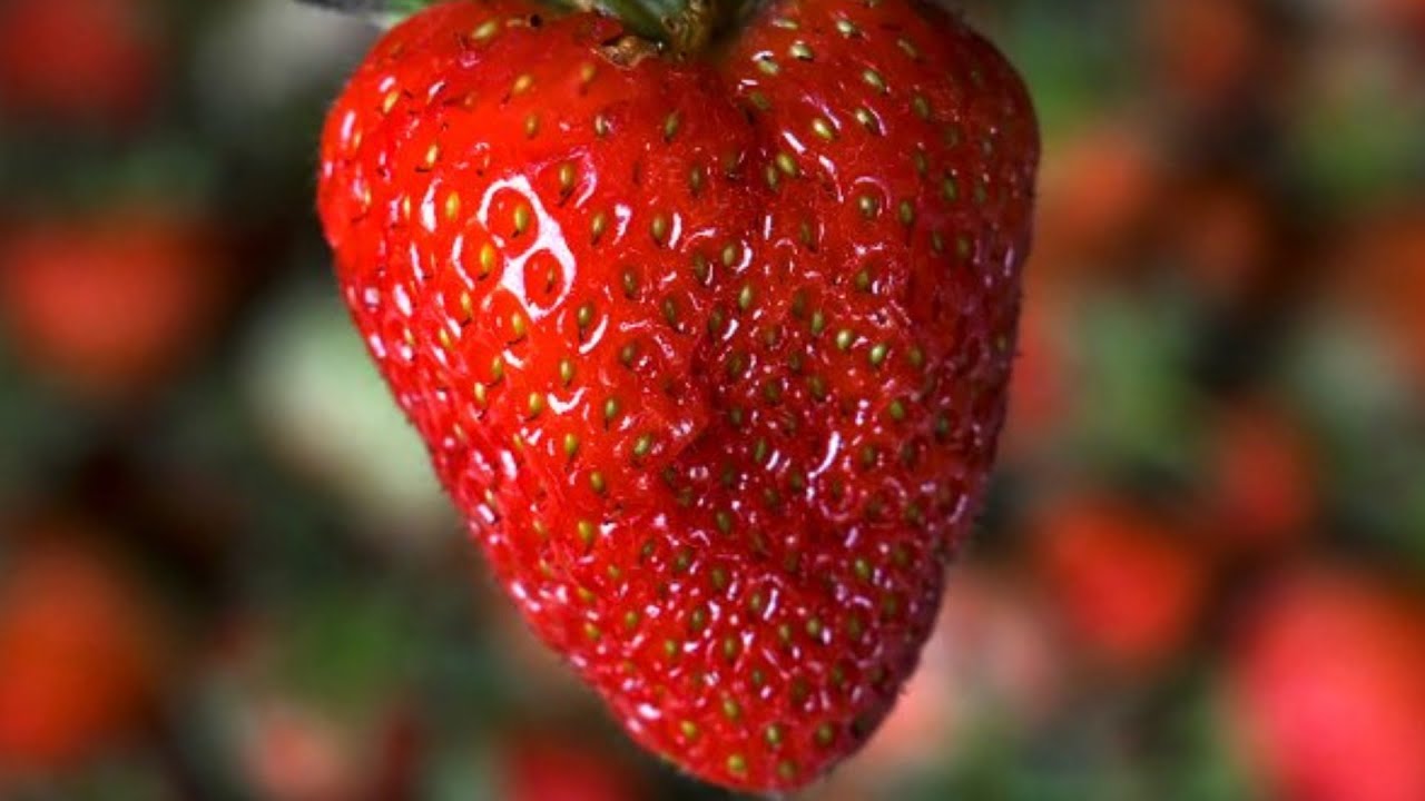 Video of Strawberry Under a Microscope Will Guarantee That You Will ...
