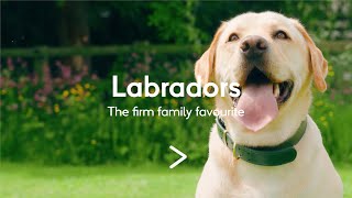 MORE THAN Labrador Dog Breed advert Commercial ad uk