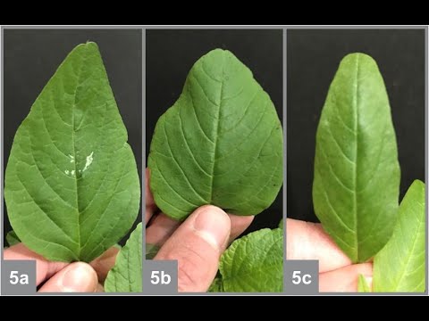 Palmer amaranth and pigweed control with Dr. Kurt M. Vollmer