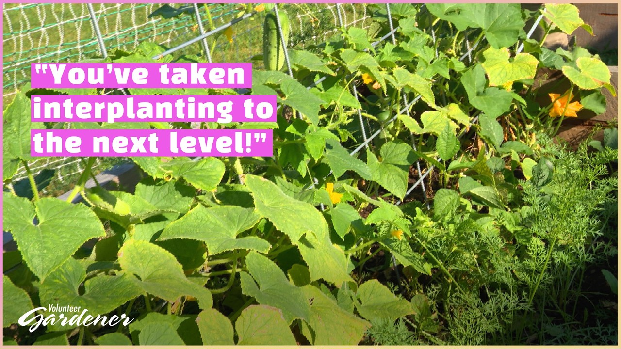 Interplanting Farm Crops | Volunteer Gardener