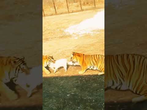 Tiger feeding a goat π―π#shorts #wildlife