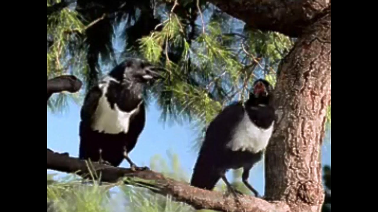 Windex Naughty Birds 2007 TV Commercial HD