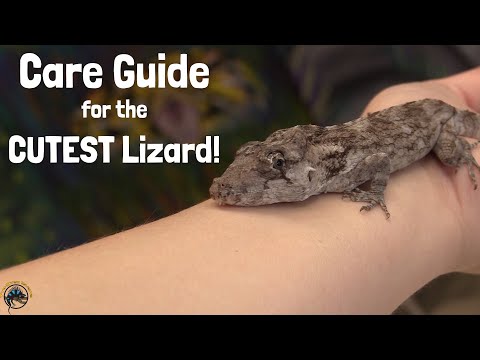 How to Take Care of a Cuban False Chameleon - A TDI Care Guide!