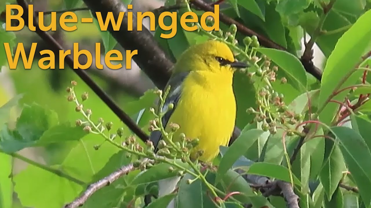 Blue-winged Warbler: “Bee-Buzz” Bird