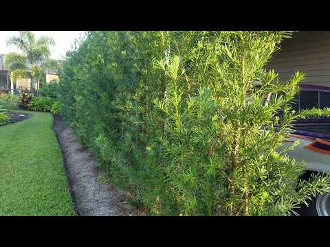Podocarpus privacy barrier or hedge