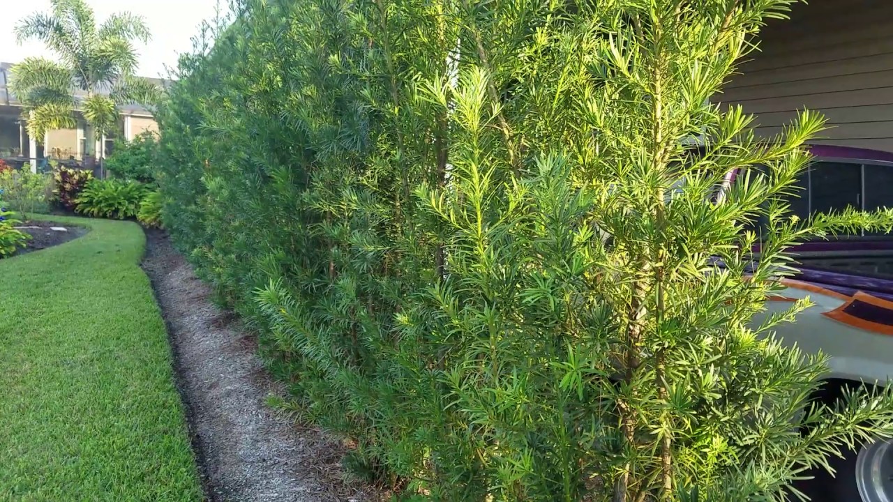 Podocarpus privacy barrier or hedge