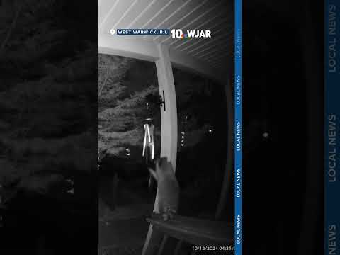 'Silly raccoon' tries to play wind chimes