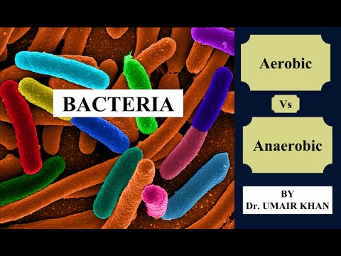 Aerobic Vs Anaerobic Bacteria by Dr. Umair Khan I Bacteriology I Microbiology