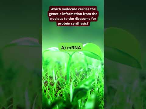 Which molecule carries the genetic information from the nucleus to the ribosome for proteinsynthesis