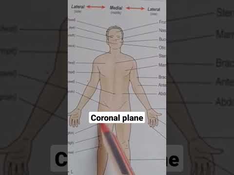Coronal plane in anatomy | what is coronal plane | basic anatomical terms