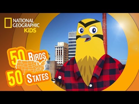 Alabama - Feat. Mellow Yellow the Northern Flicker | 50 Birds, 50 States