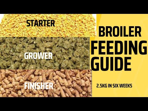 Table Of Broiler Weight By Day, Their Growth And Nutrition - Rich- Farmer