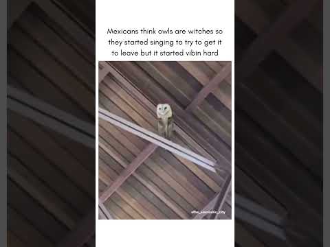 Mexicans think owls are witches so they tried singing to make it leave and he started vibing