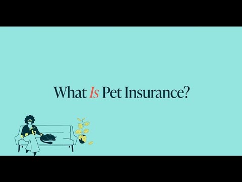 Figuring it out with Figo: What is Pet Insurance?